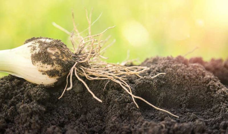 Some tips to keeping roots out of your septic system – Little's Septic ...